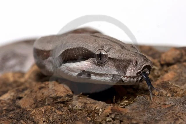 Boa Constrictor — KBN Reptiles