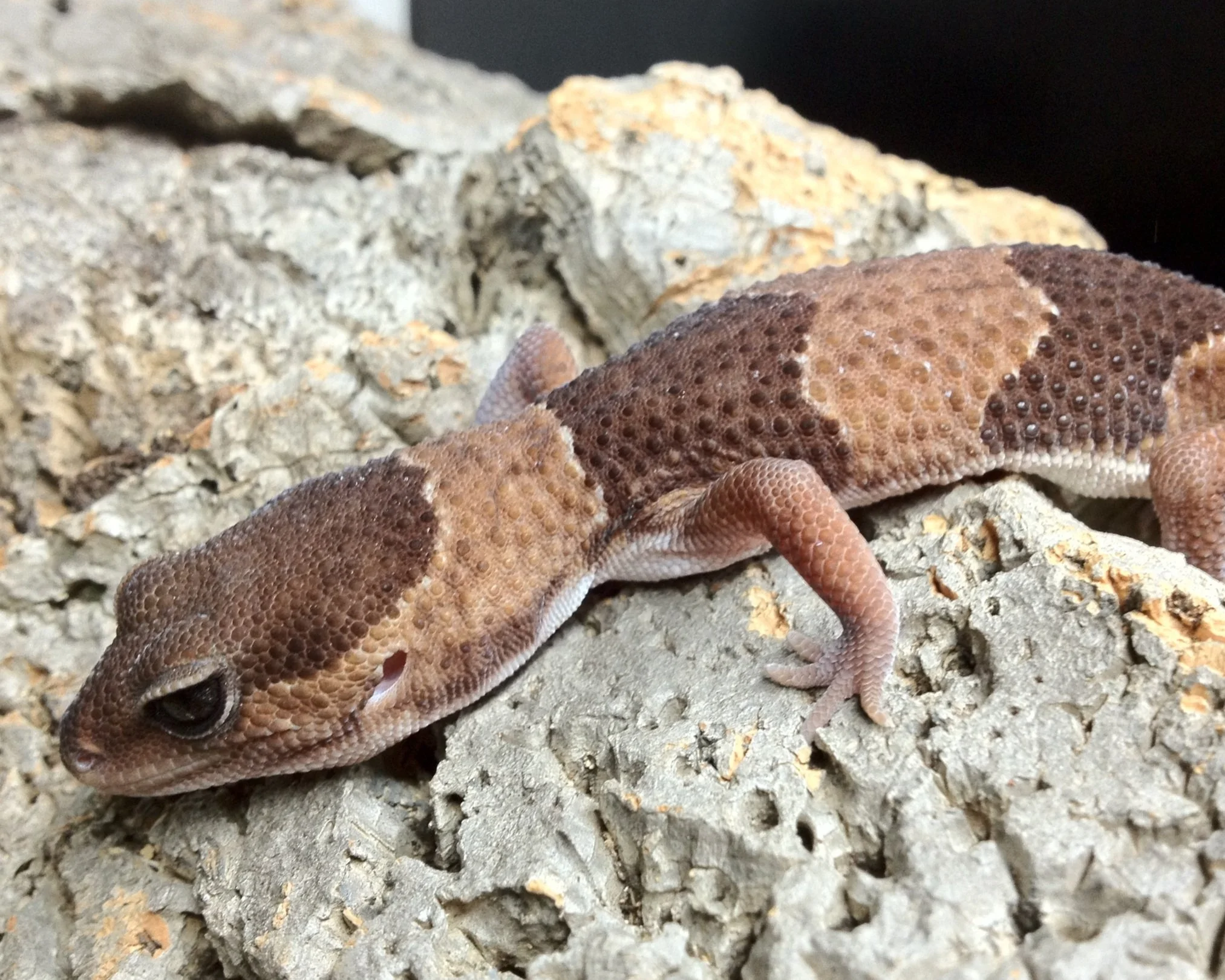 Lizards — KBN Reptiles