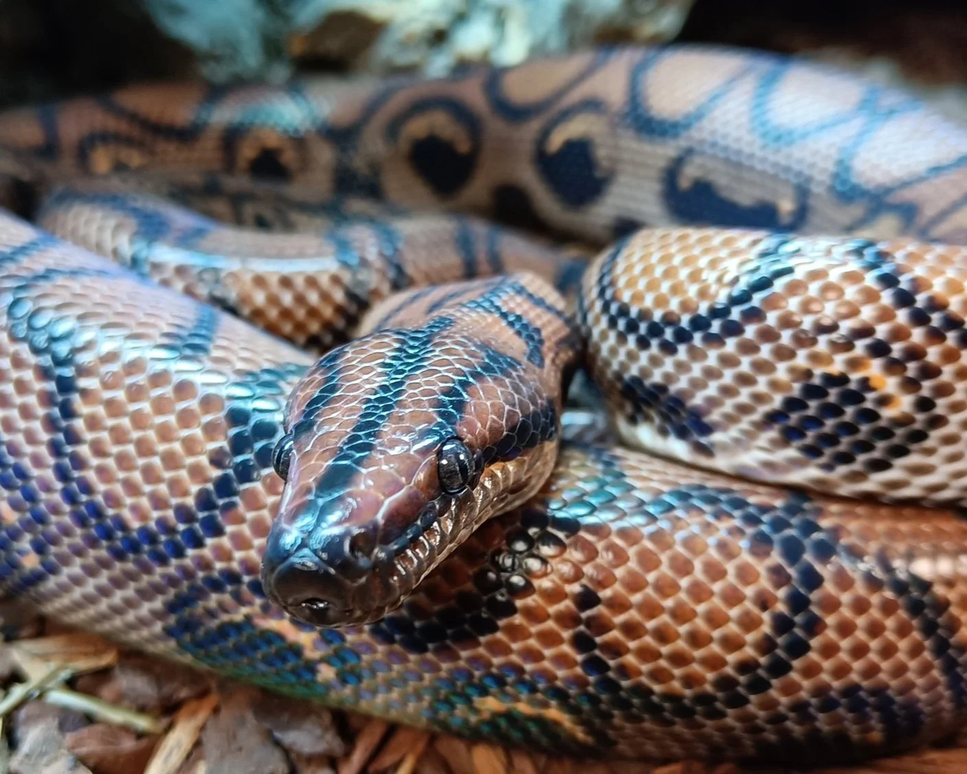 Snakes — KBN Reptiles