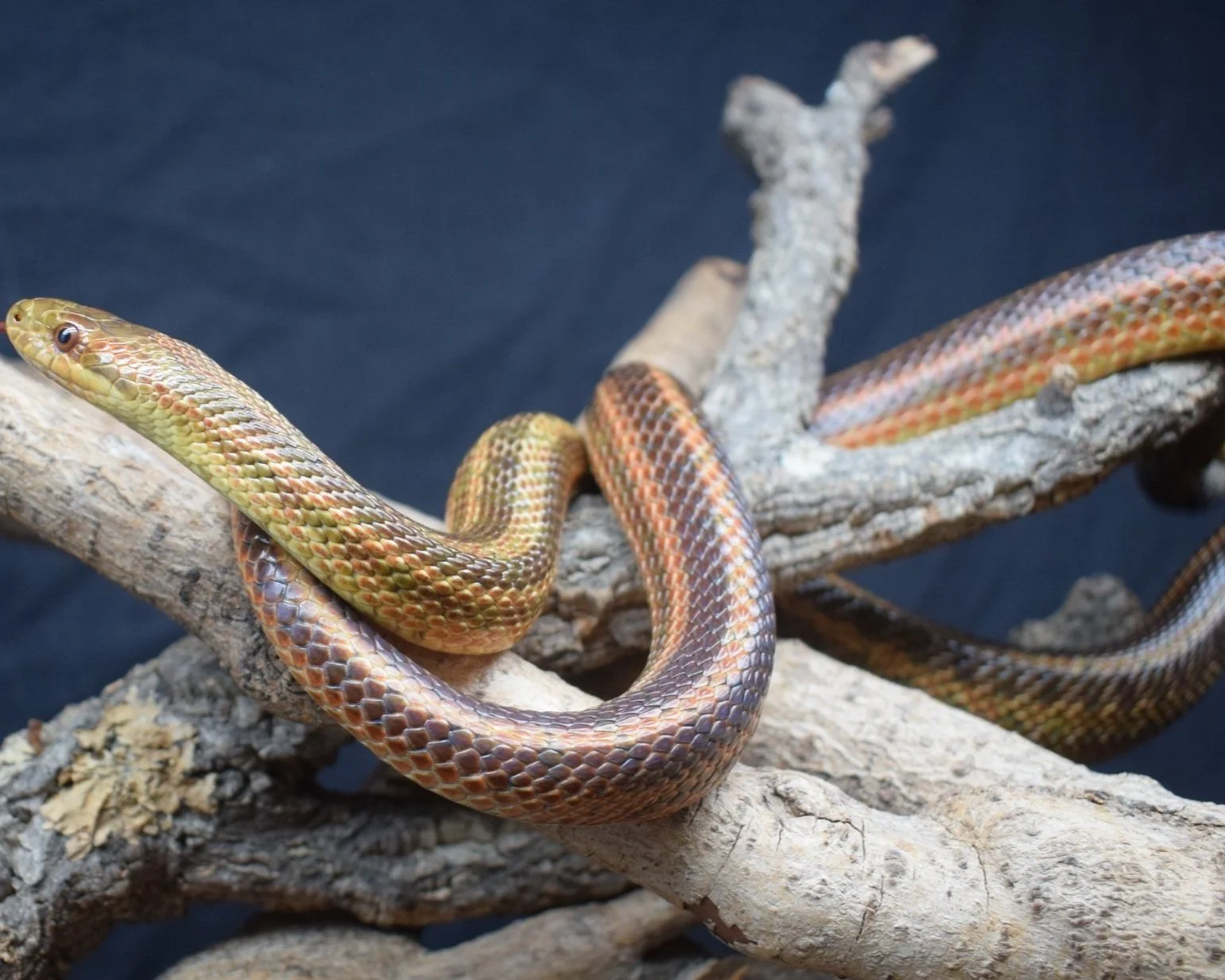 Snakes — KBN Reptiles