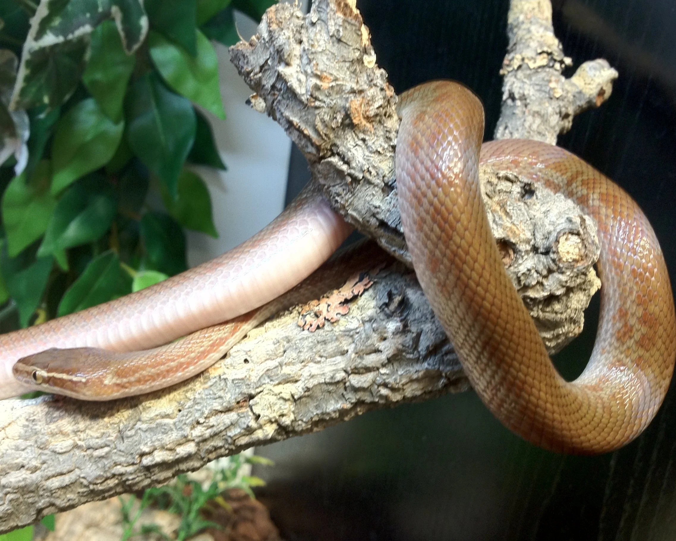 Snakes — KBN Reptiles