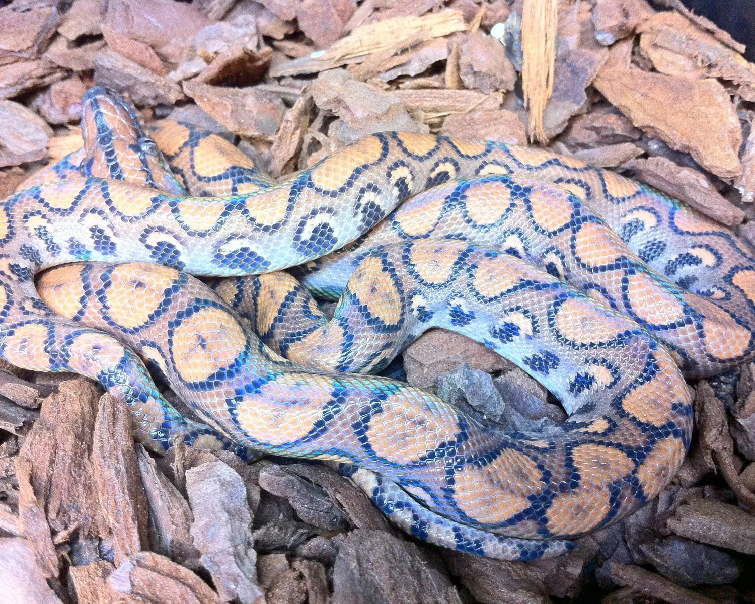 Snakes — KBN Reptiles