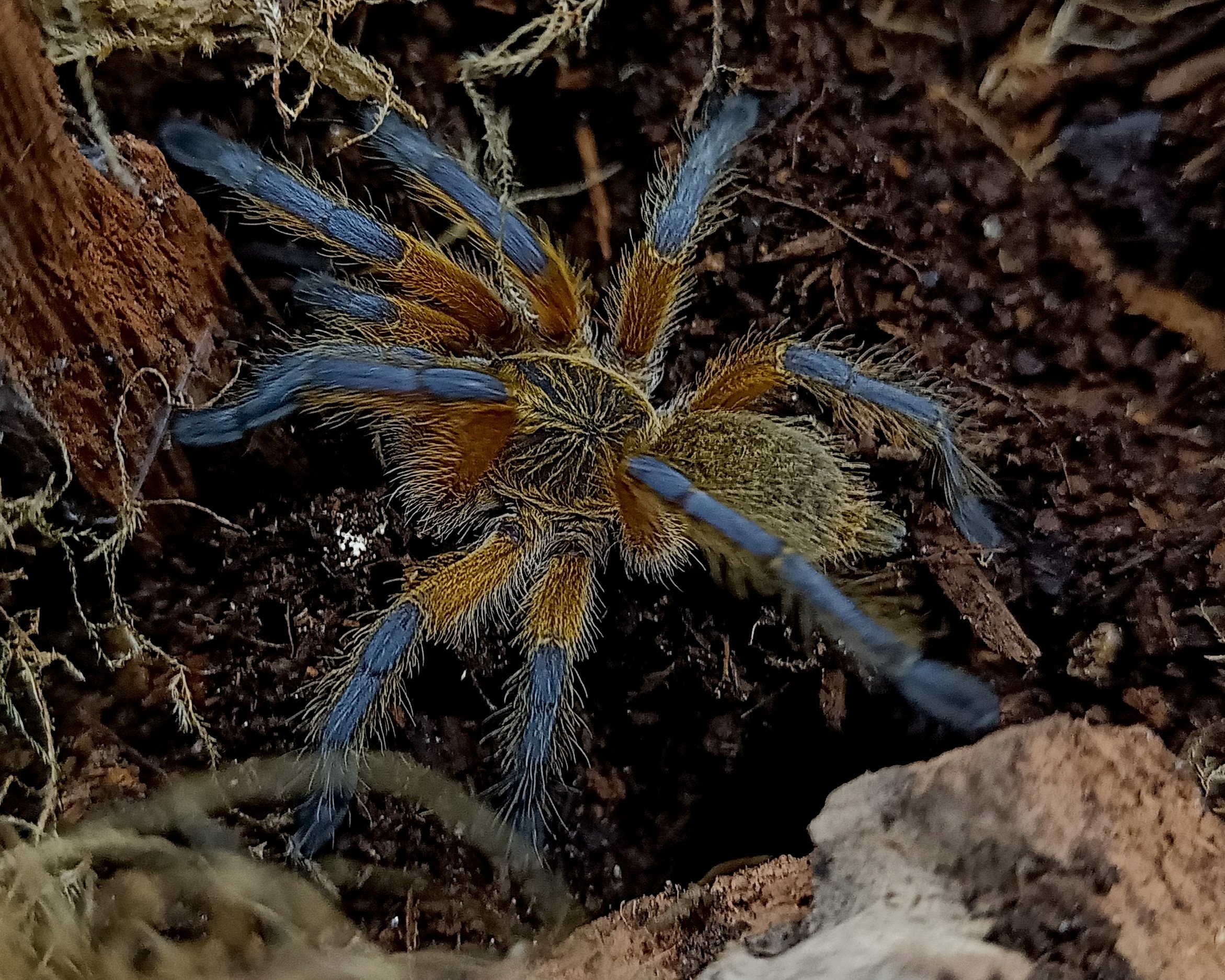 Inverts — KBN Reptiles