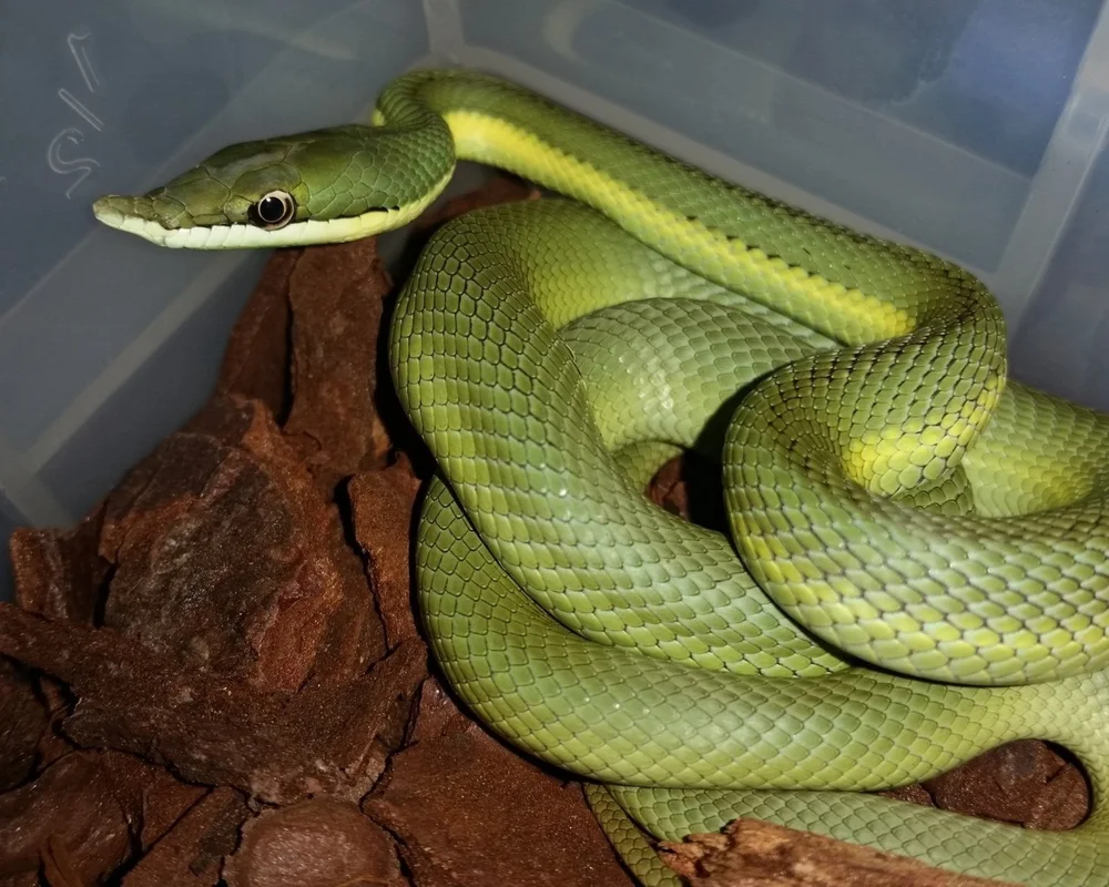 Snakes — KBN Reptiles