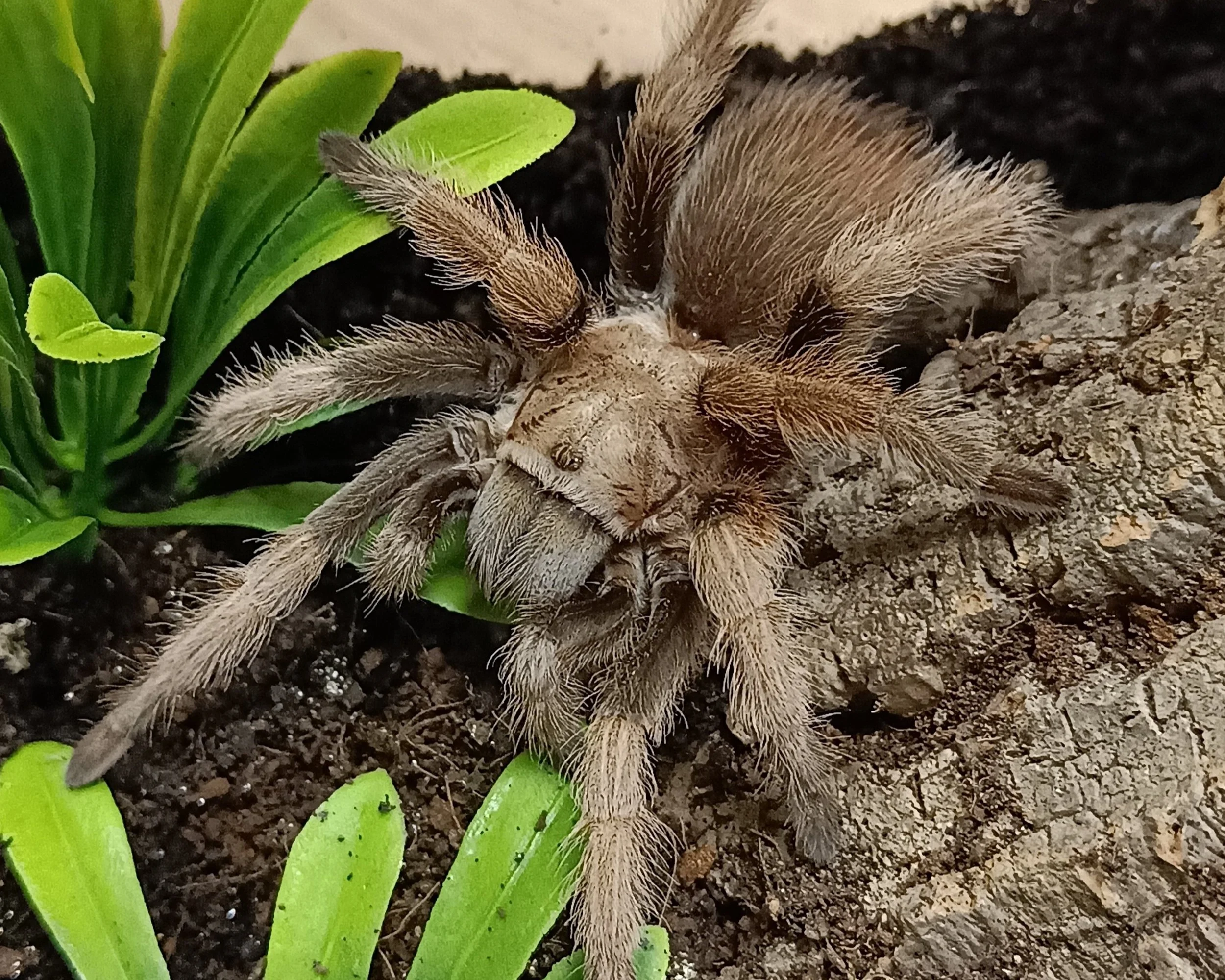 Inverts — KBN Reptiles