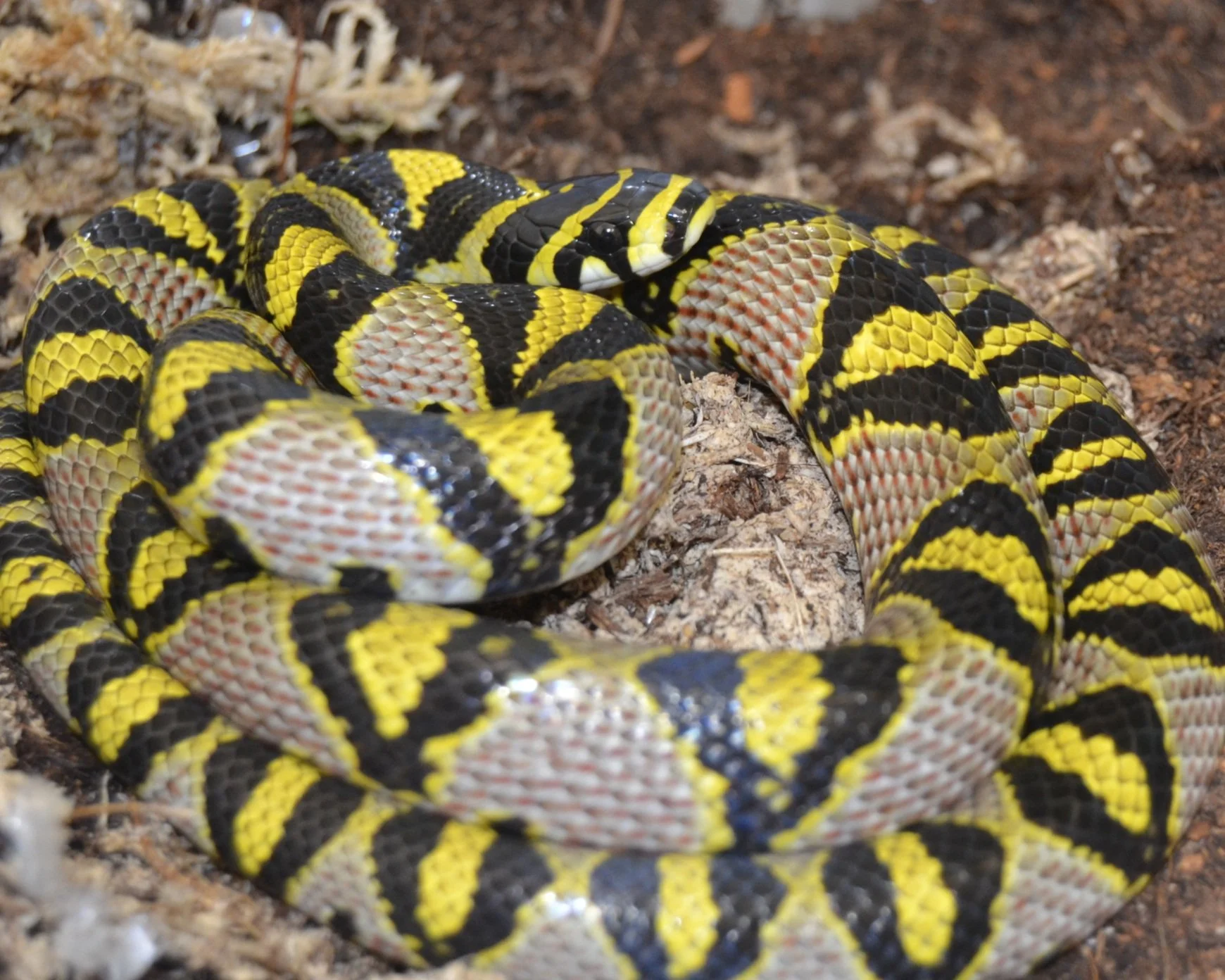 Snakes — KBN Reptiles