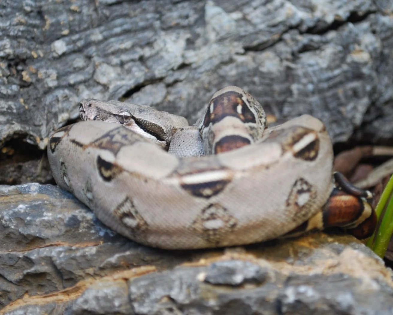 Snakes — KBN Reptiles