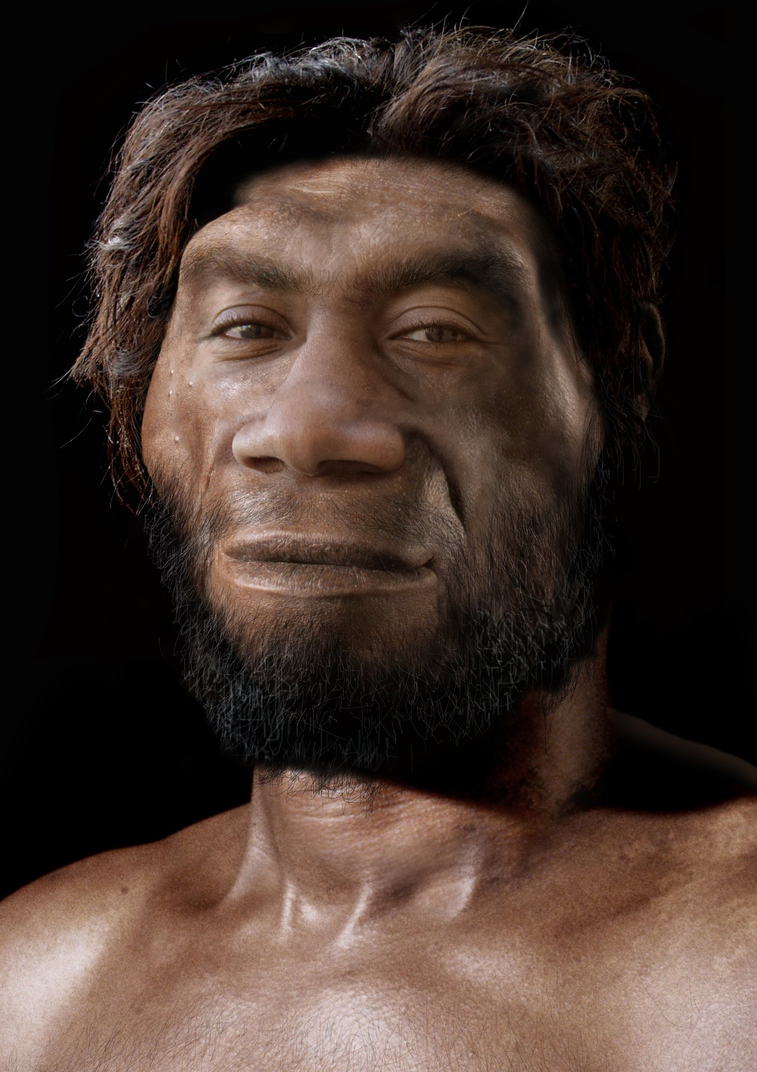 Homo erectus — John Gurche