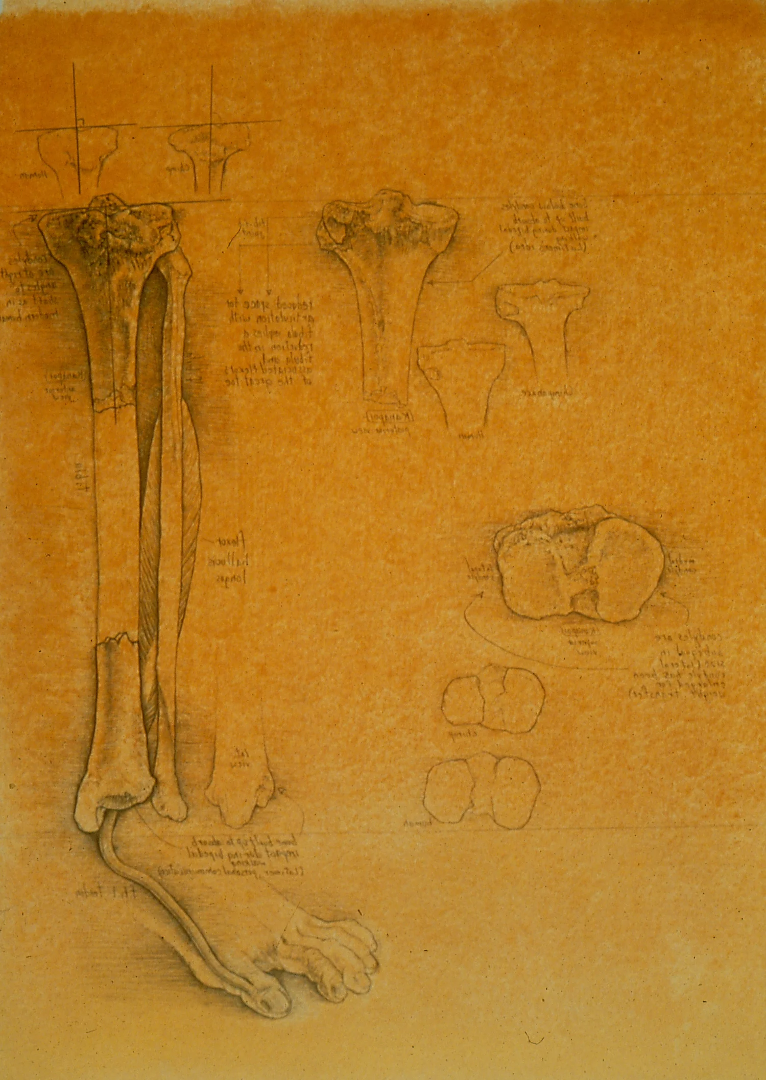 Australopithecus anamensis — John Gurche