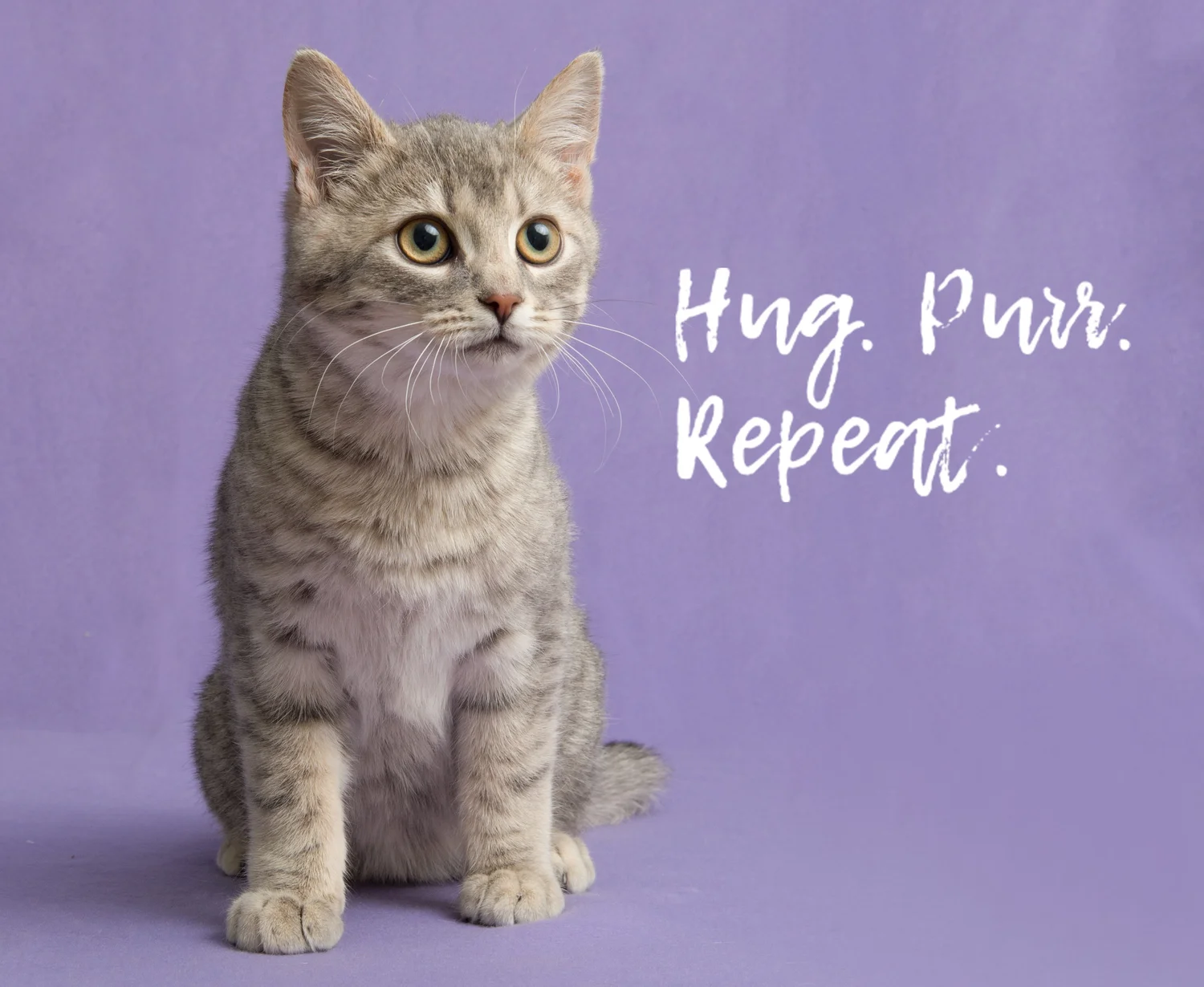 Spring cat fever! — trina bauer photography