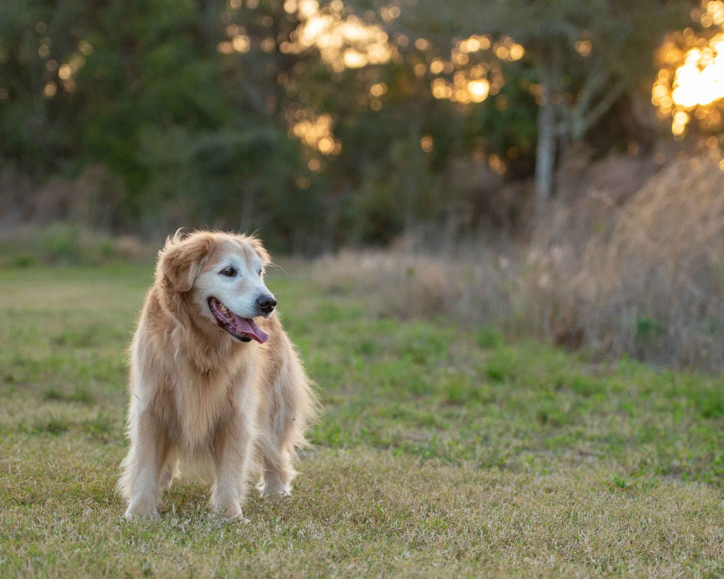 It's National Golden Retriever day — trina bauer photography