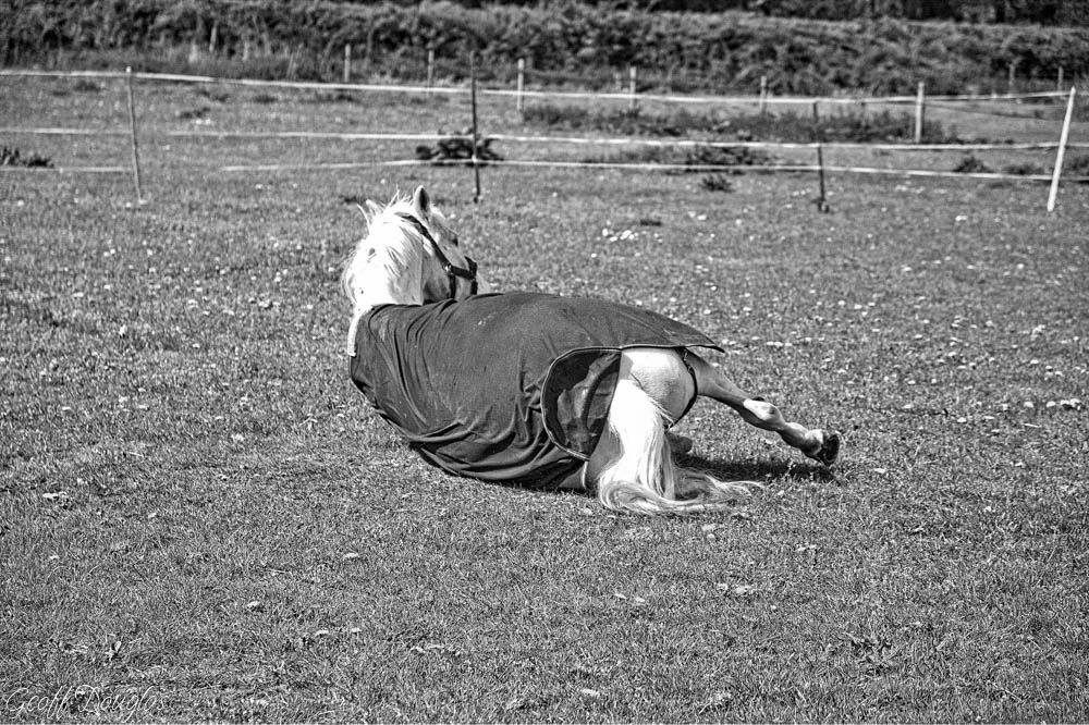 Geoff Douglas Photography