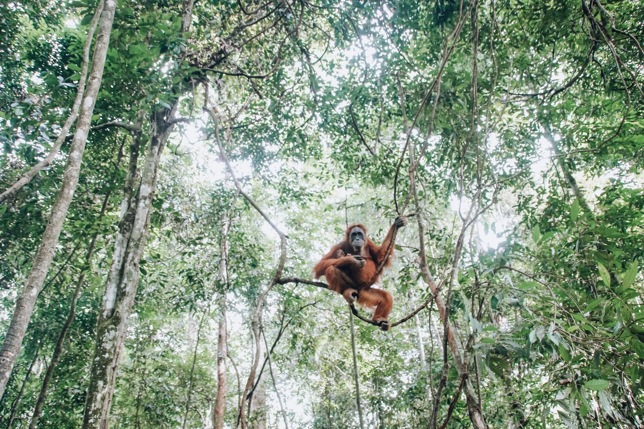 Sumatran Orangutang Habitat
