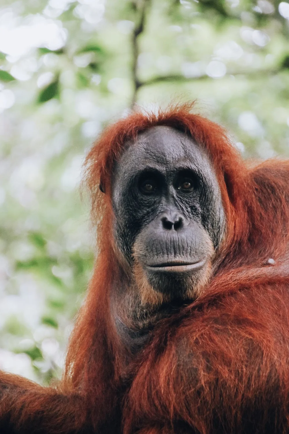 Sumatran Orangutan Face