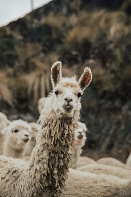 Juan, the Guardian of Alpacas in Peru — Acanela Expeditions