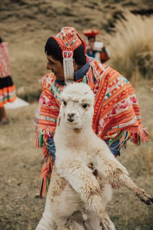 Juan, the Guardian of Alpacas in Peru — Acanela Expeditions