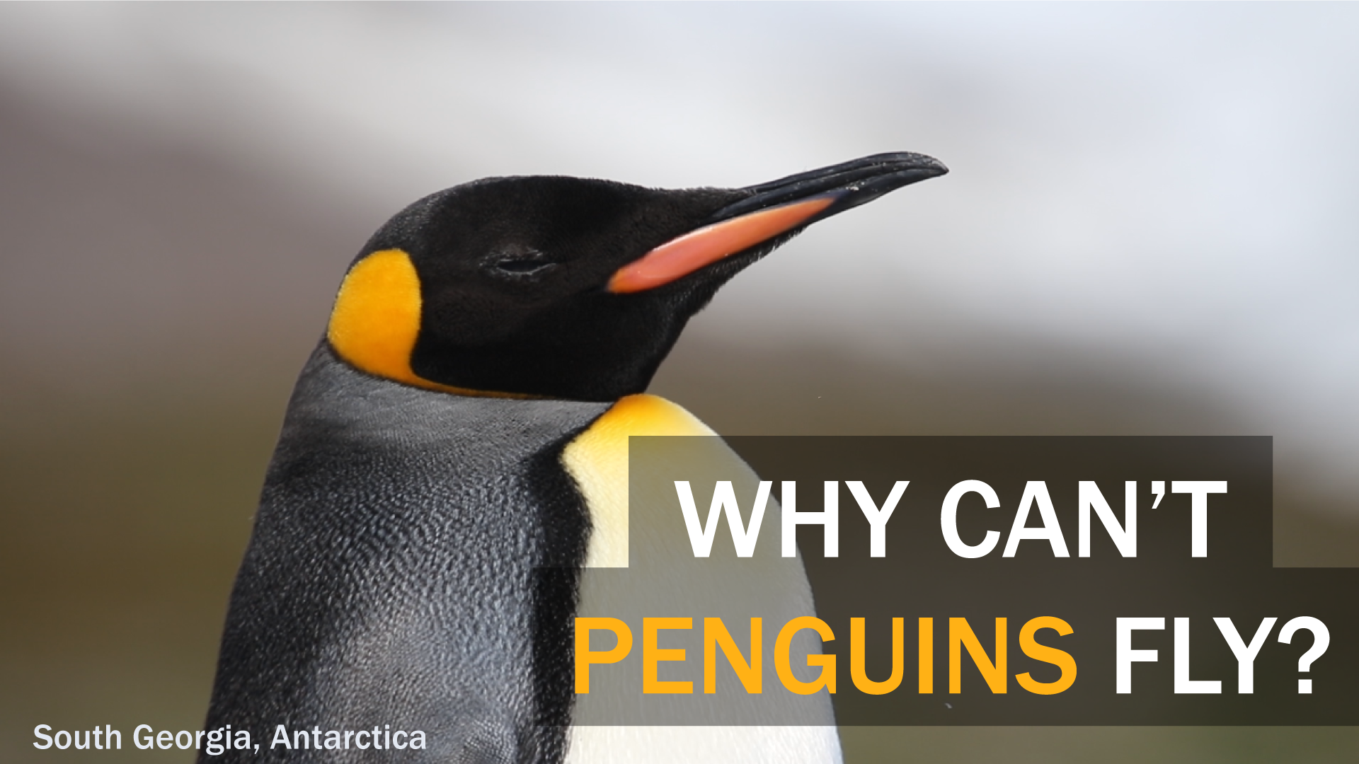 Why Can't Penguins Fly? Antarctica — Acanela Expeditions