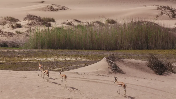 What to Expect From a Namibian Safari — Acanela Expeditions