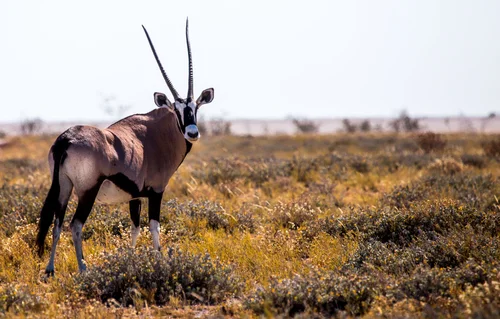 When to Travel to Namibia — Acanela Expeditions