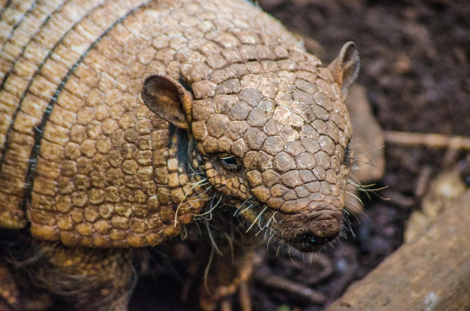 Wildlife Guide To Patagonia — Acanela Expeditions