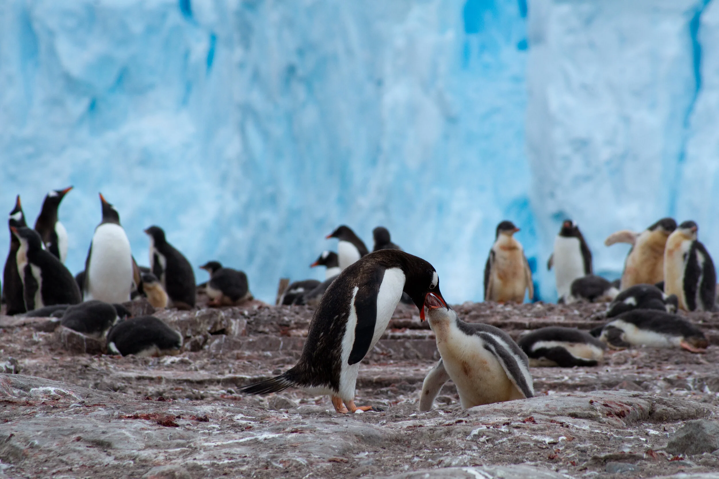 Antarctica Weather: A Month by Month Guide — Acanela Expeditions