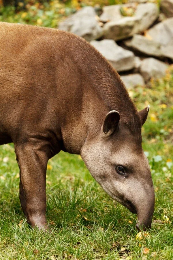 Animals You May See in Brazil — Acanela Expeditions