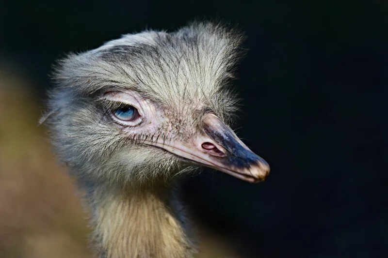 Animals You May See in Brazil — Acanela Expeditions