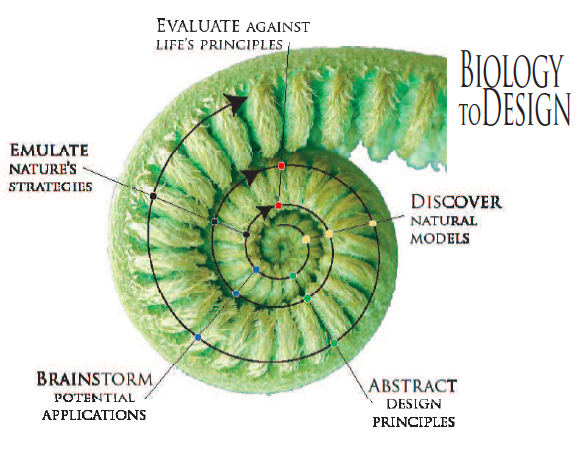 Biology to Design (B2D) Project — kelsey lee nelsen barajas