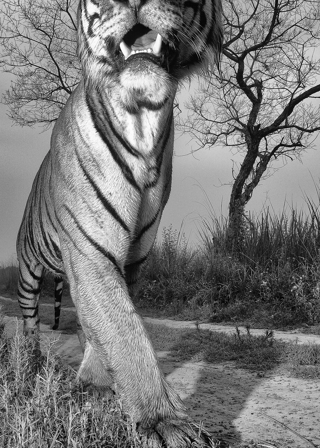 SHIVANG MEHTA — EARTH IS OUR WITNESS