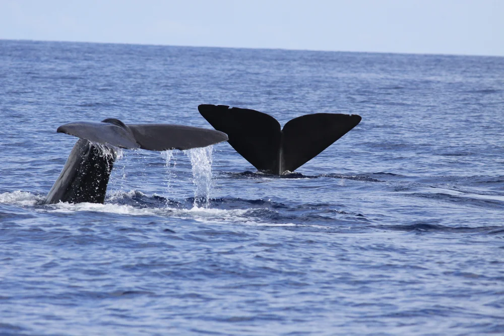 Study — The Dominica Sperm Whale Project