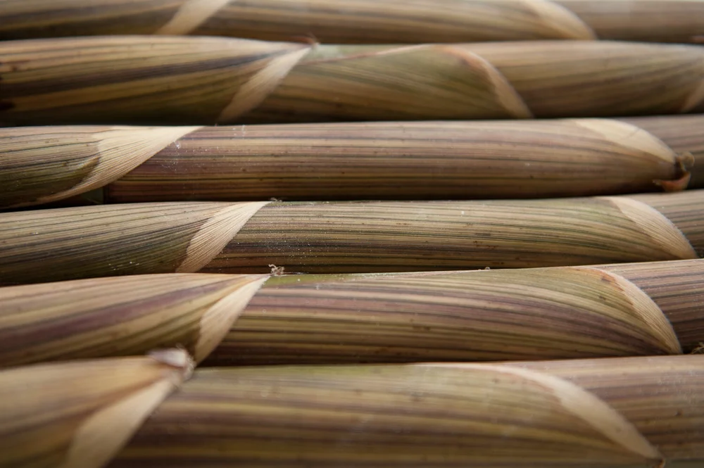 Bamboo Art — Cacti & Mountains