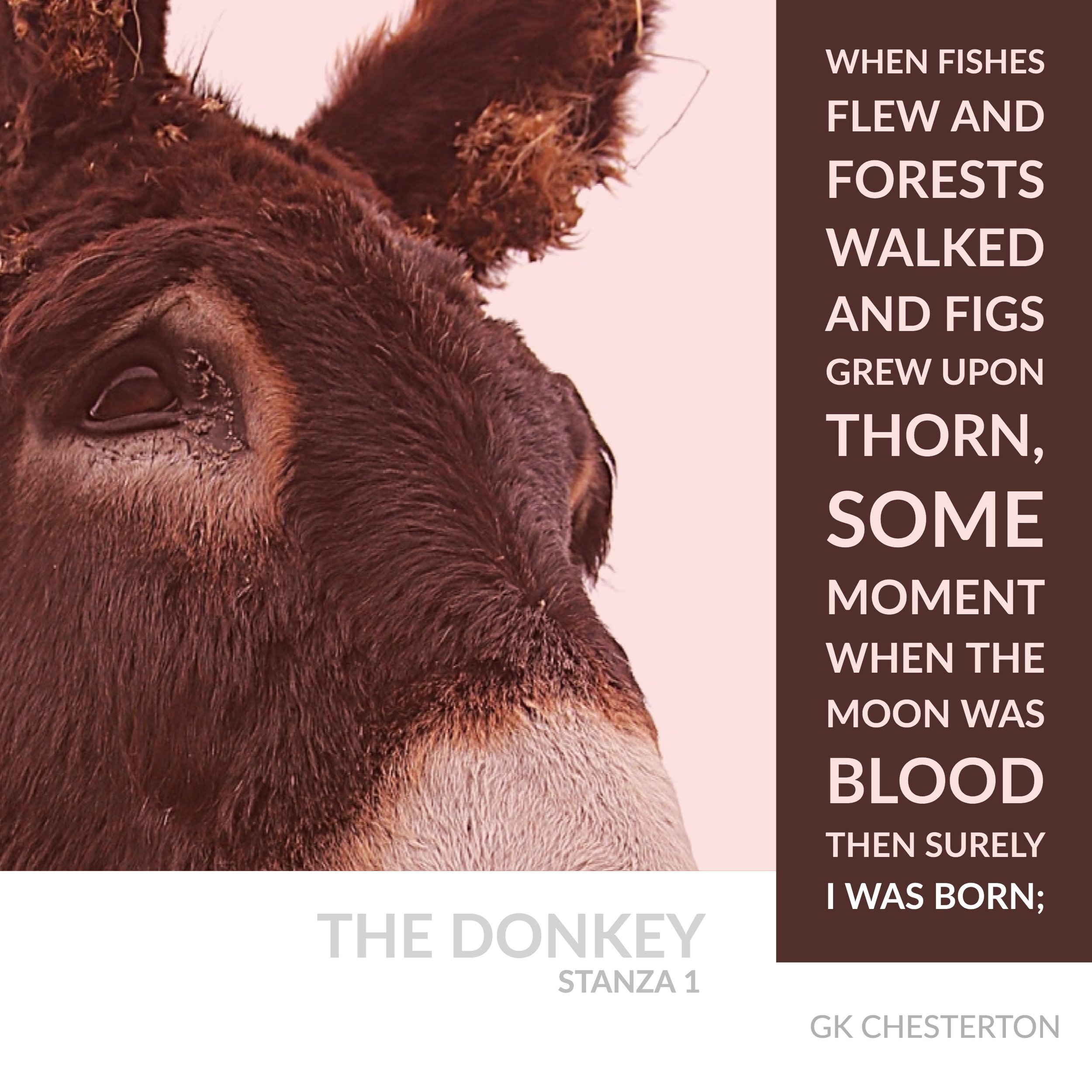 The Donkey