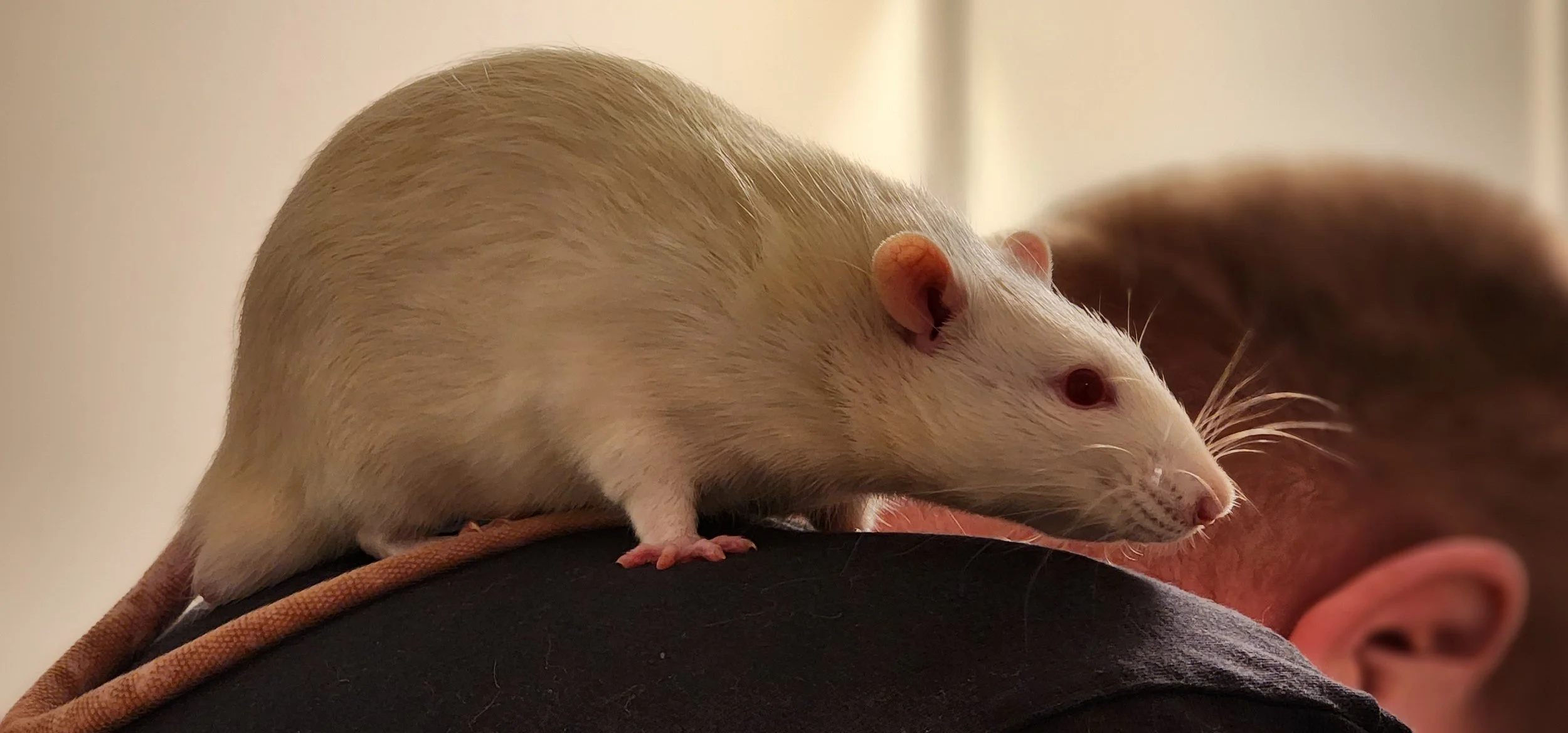 Rats — All Creatures Rescue