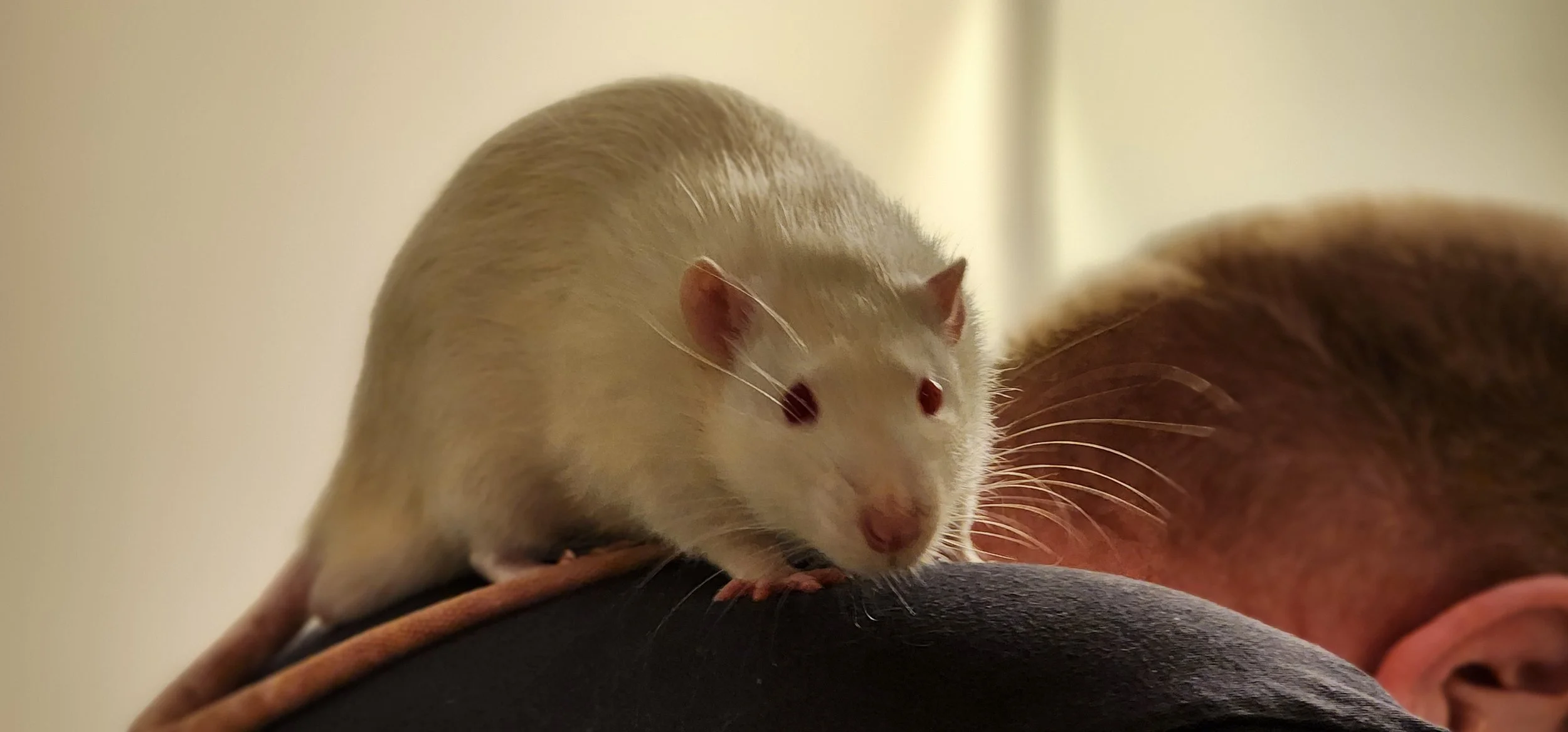 Rats — All Creatures Rescue