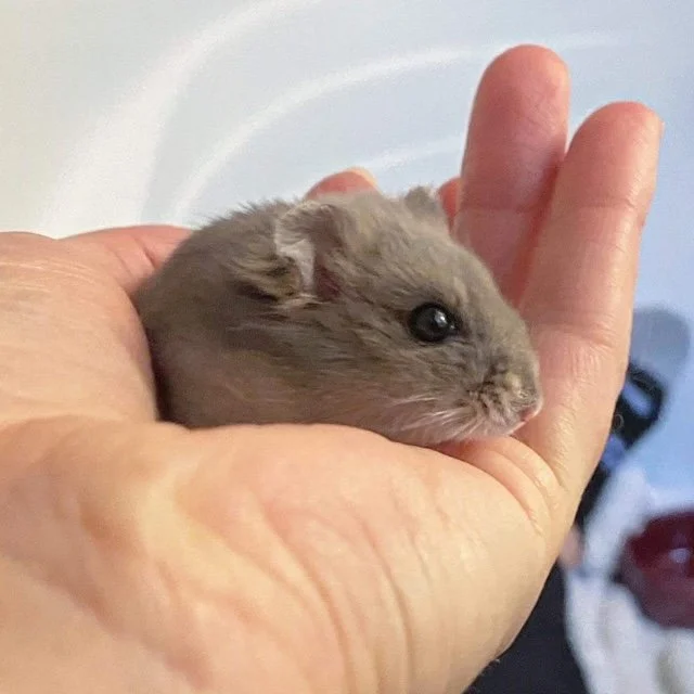 Hamsters — All Creatures Rescue