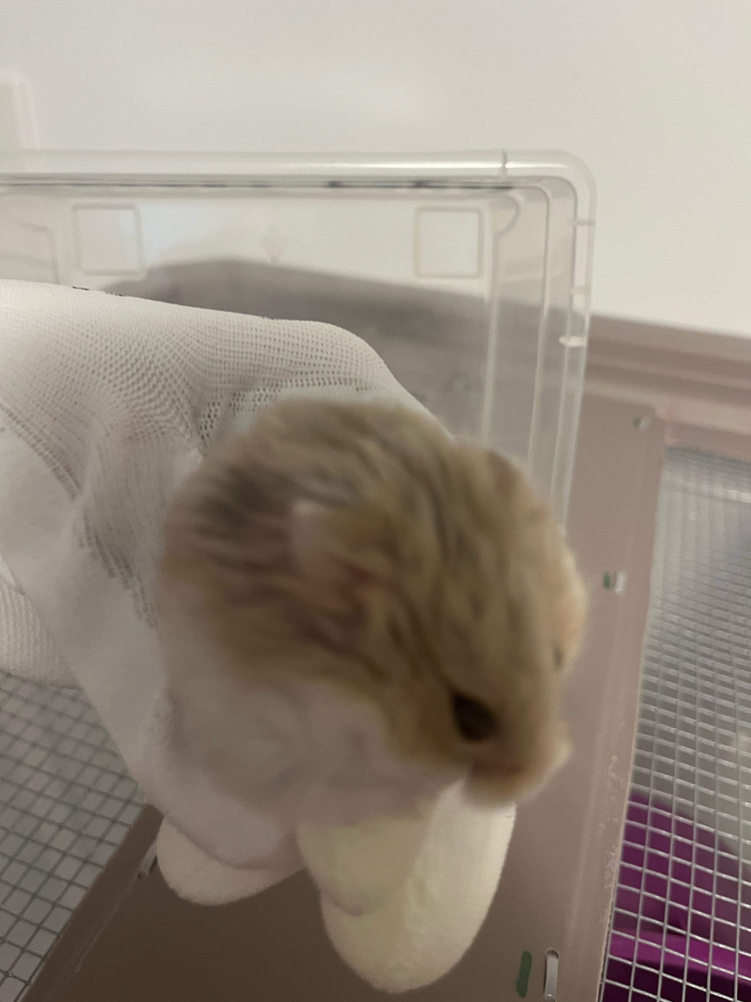 Hamsters — All Creatures Rescue