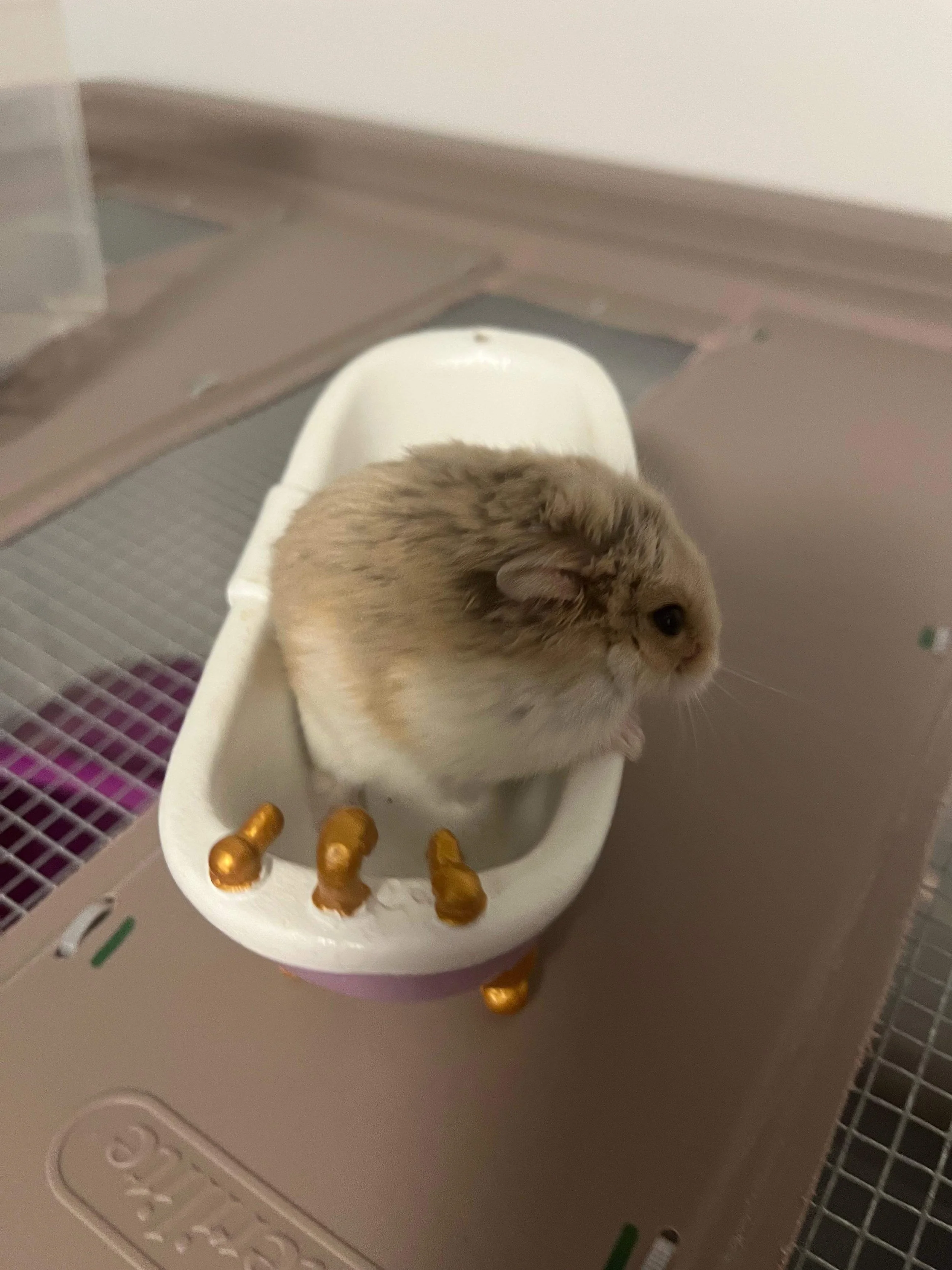 Hamsters — All Creatures Rescue