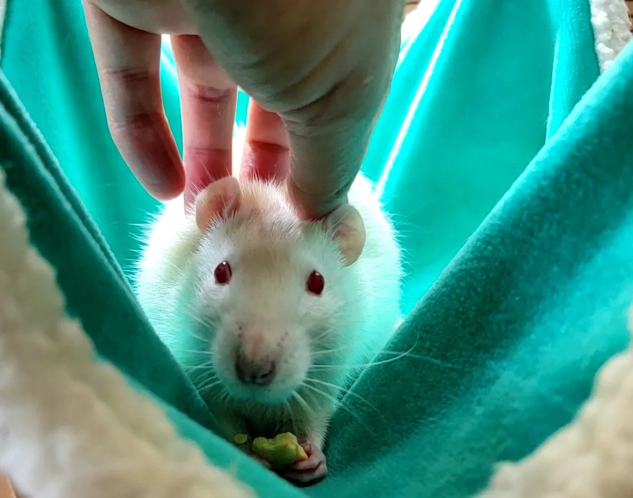 Rats — All Creatures Rescue