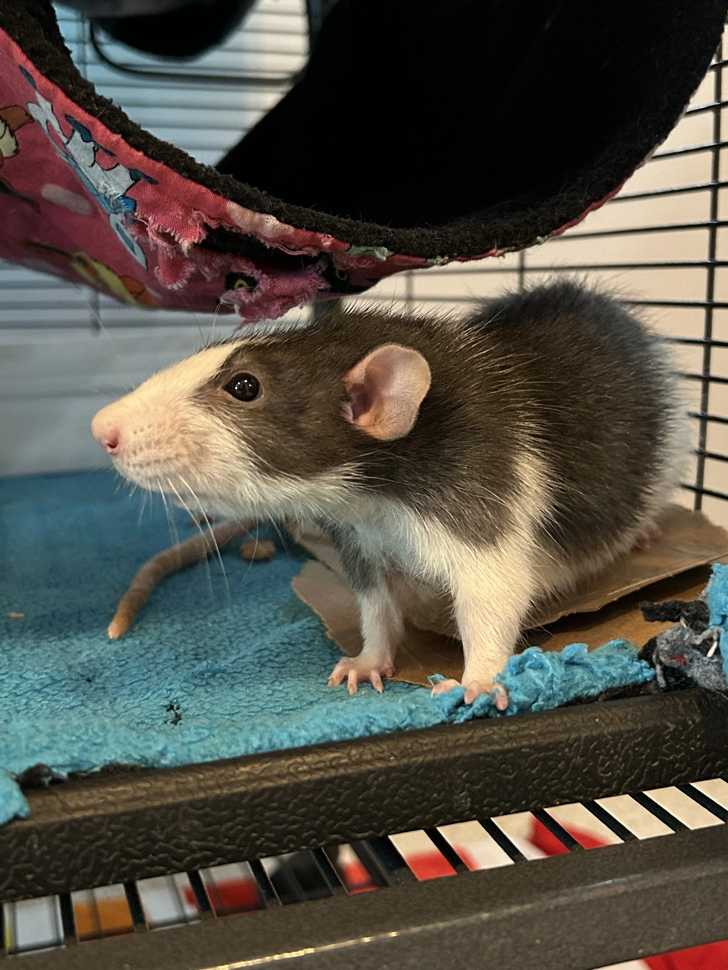 Rats — All Creatures Rescue