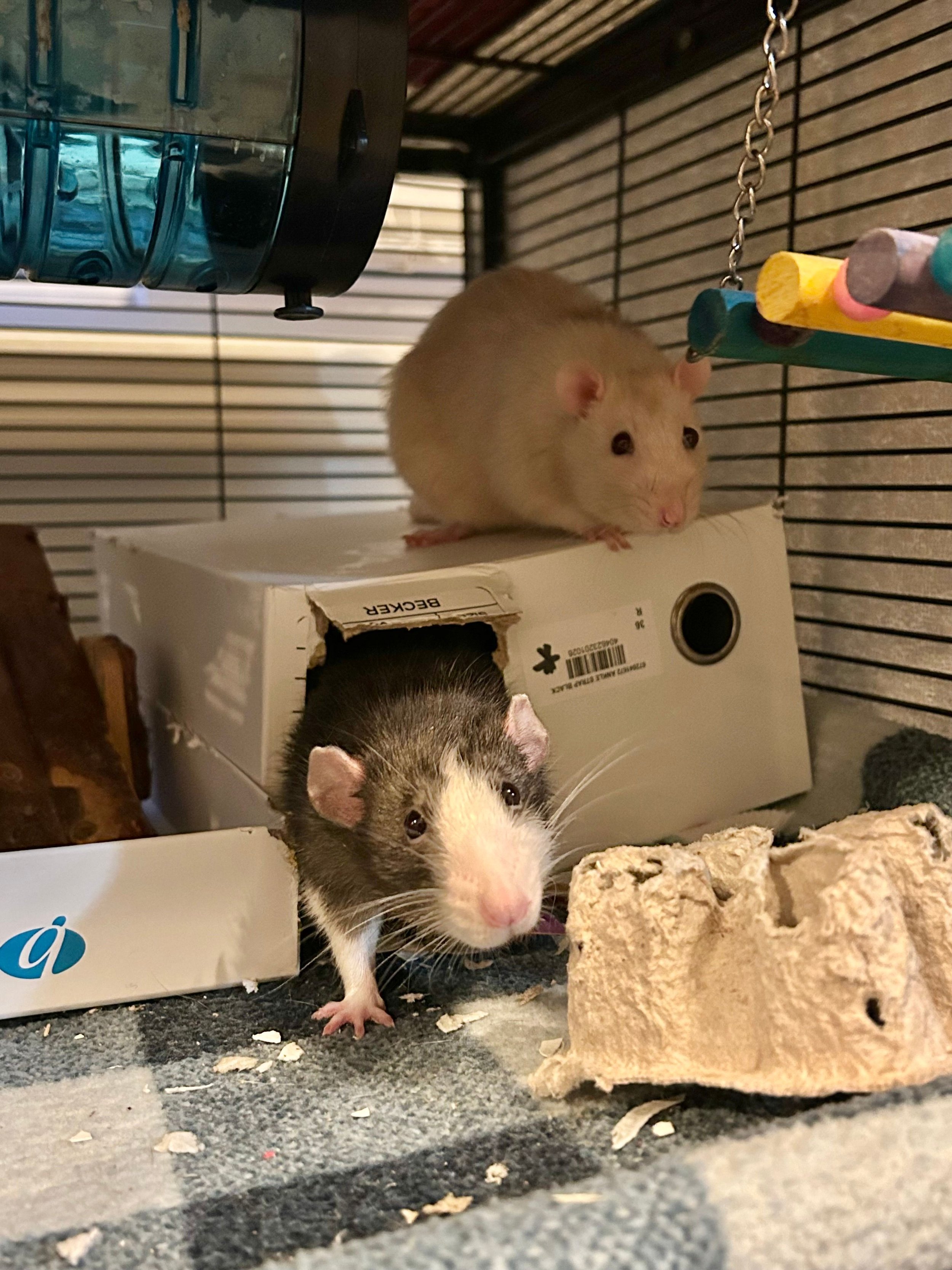 Rats — All Creatures Rescue