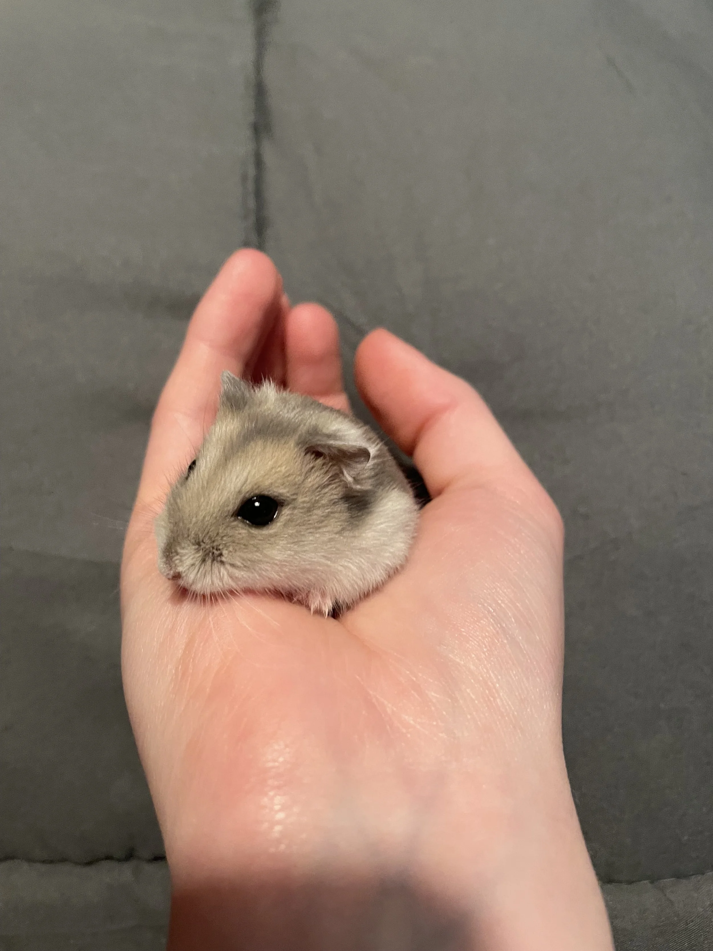 Hamsters — All Creatures Rescue