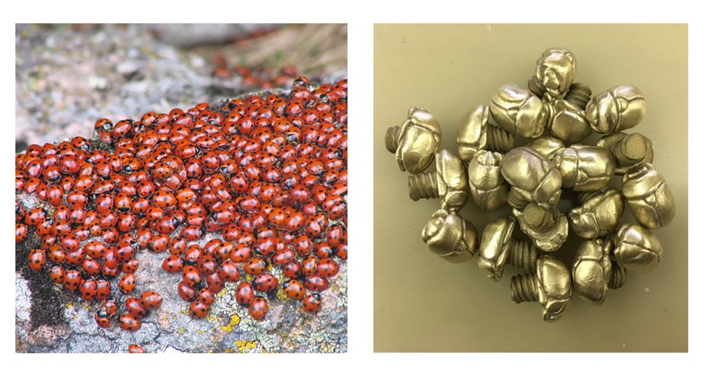 Spring Has Sprung the Ladybirds have arrived — Martin Pierce