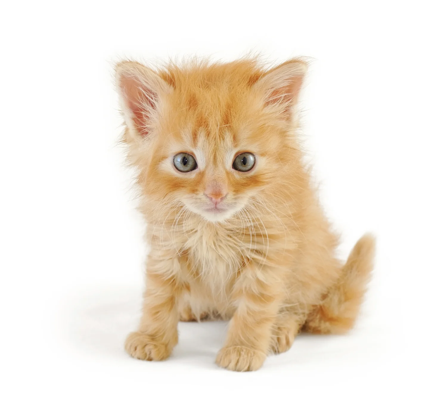 Kitten Runs Marathon to Raise Awareness of Own Cuteness — Mark Remy's ...