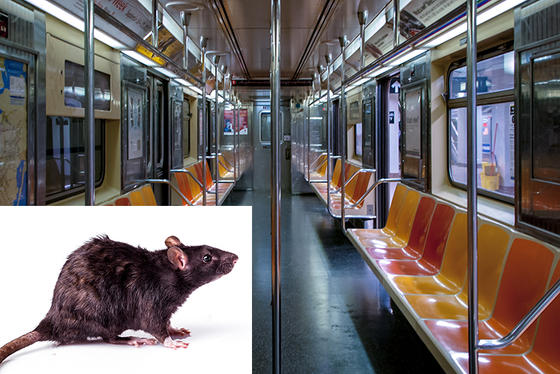 Subway Rat Sees Shadow, Meaning Good Weekend Weather for NYC ...