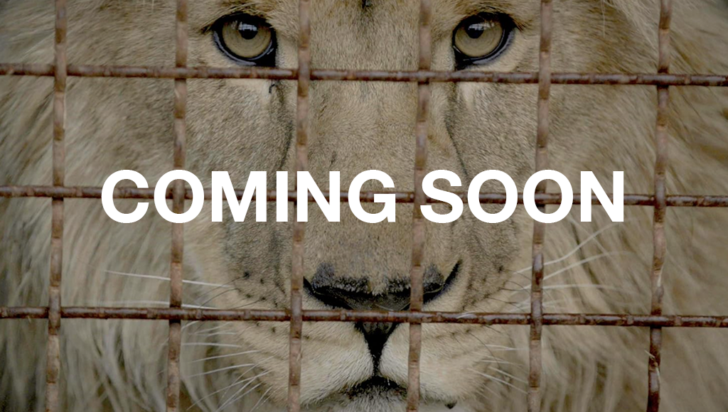 CREDITS — IAN GRECH BFE