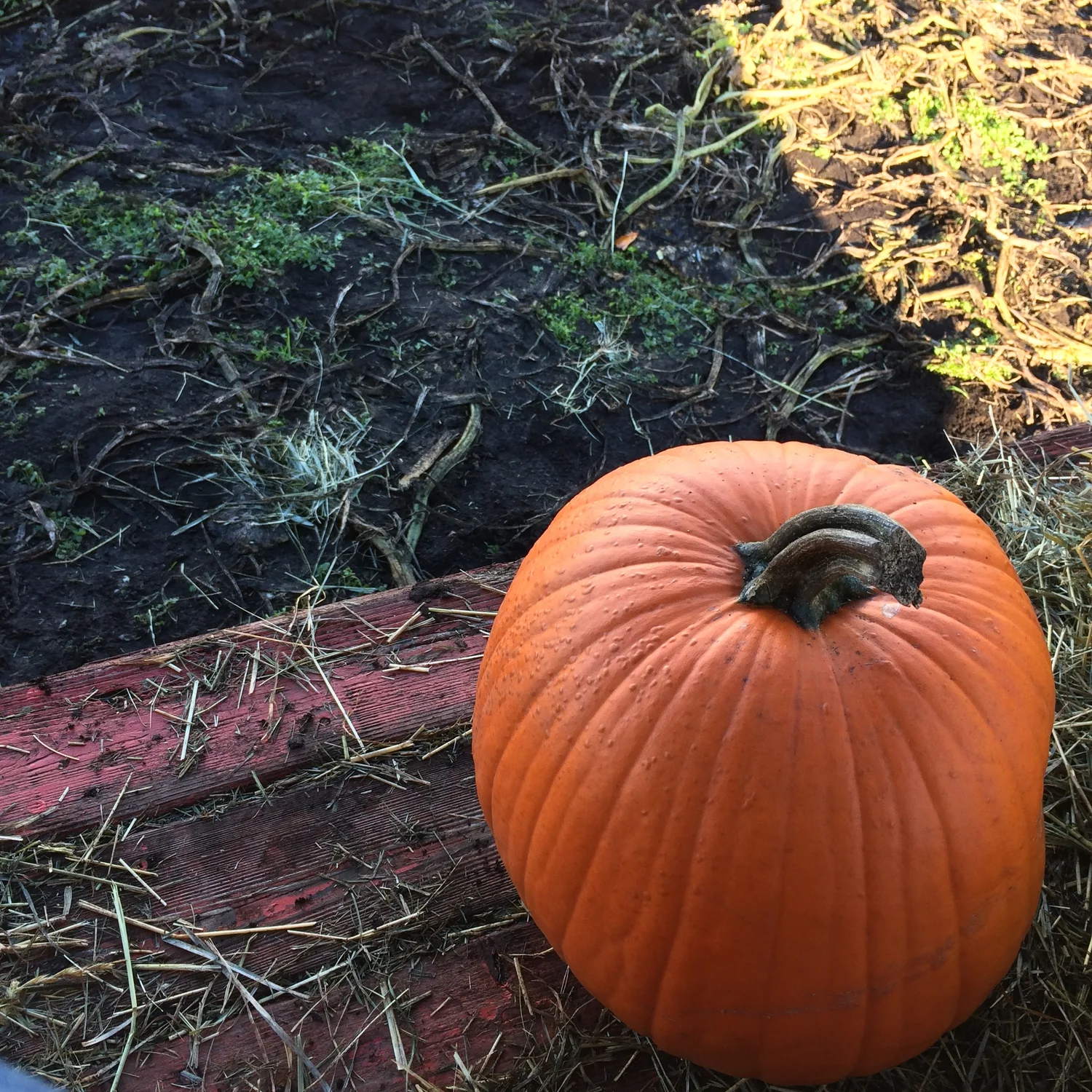 Pumpkin Patch — Rondriso Farms