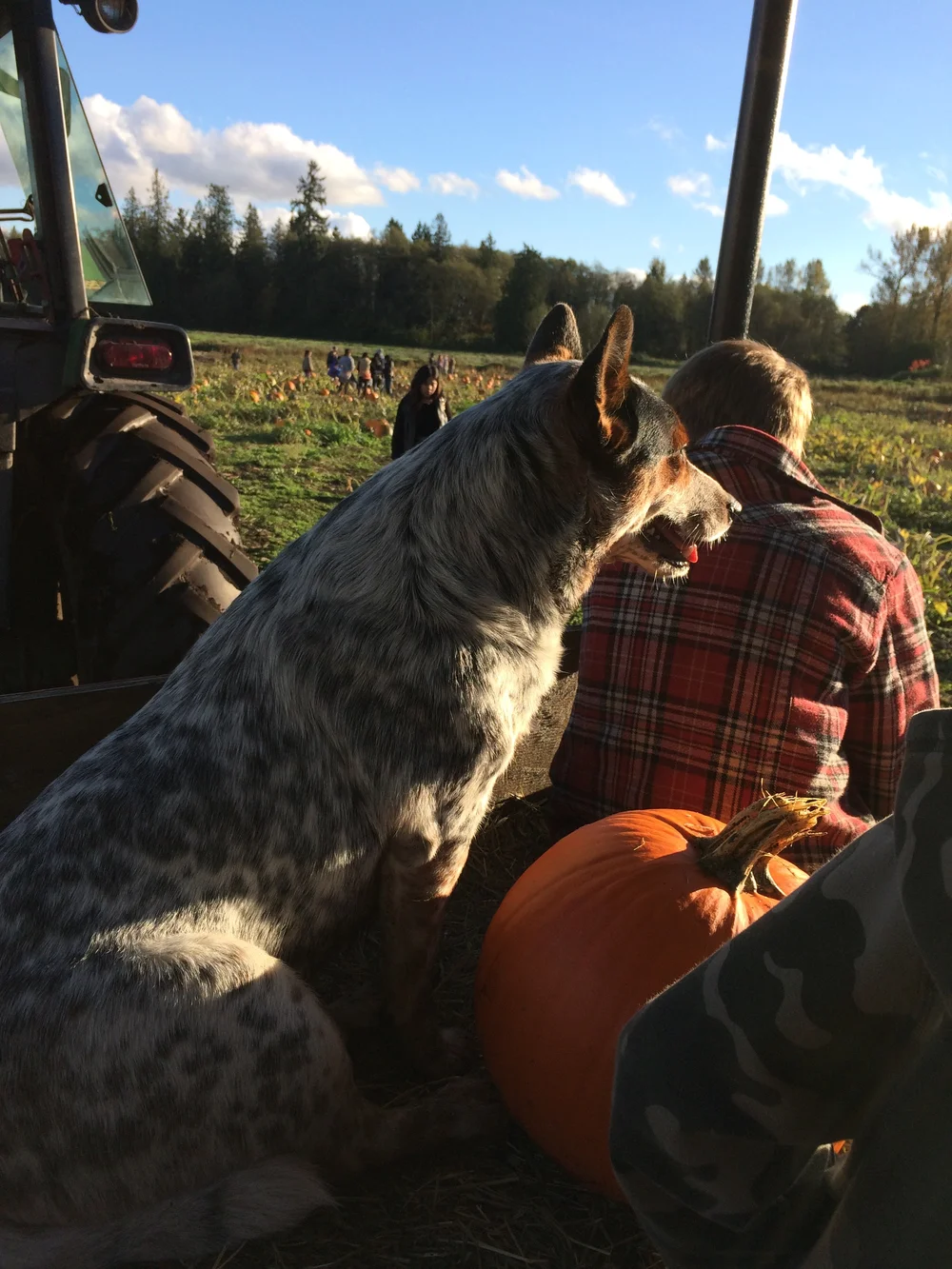Pumpkin Patch — Rondriso Farms