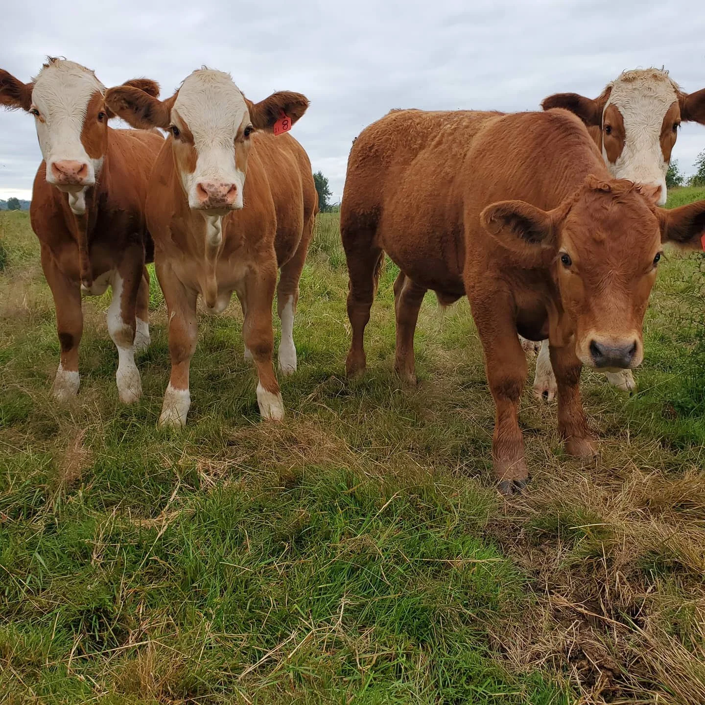 Natural Beef — Rondriso Farms