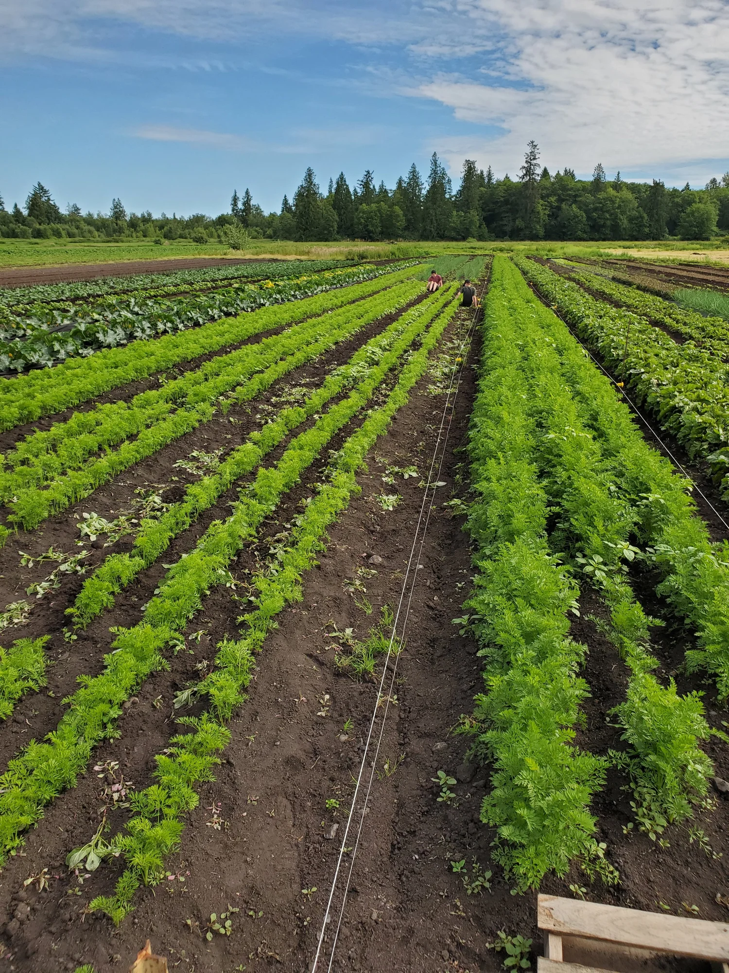 Localicious Produce Box — Rondriso Farms