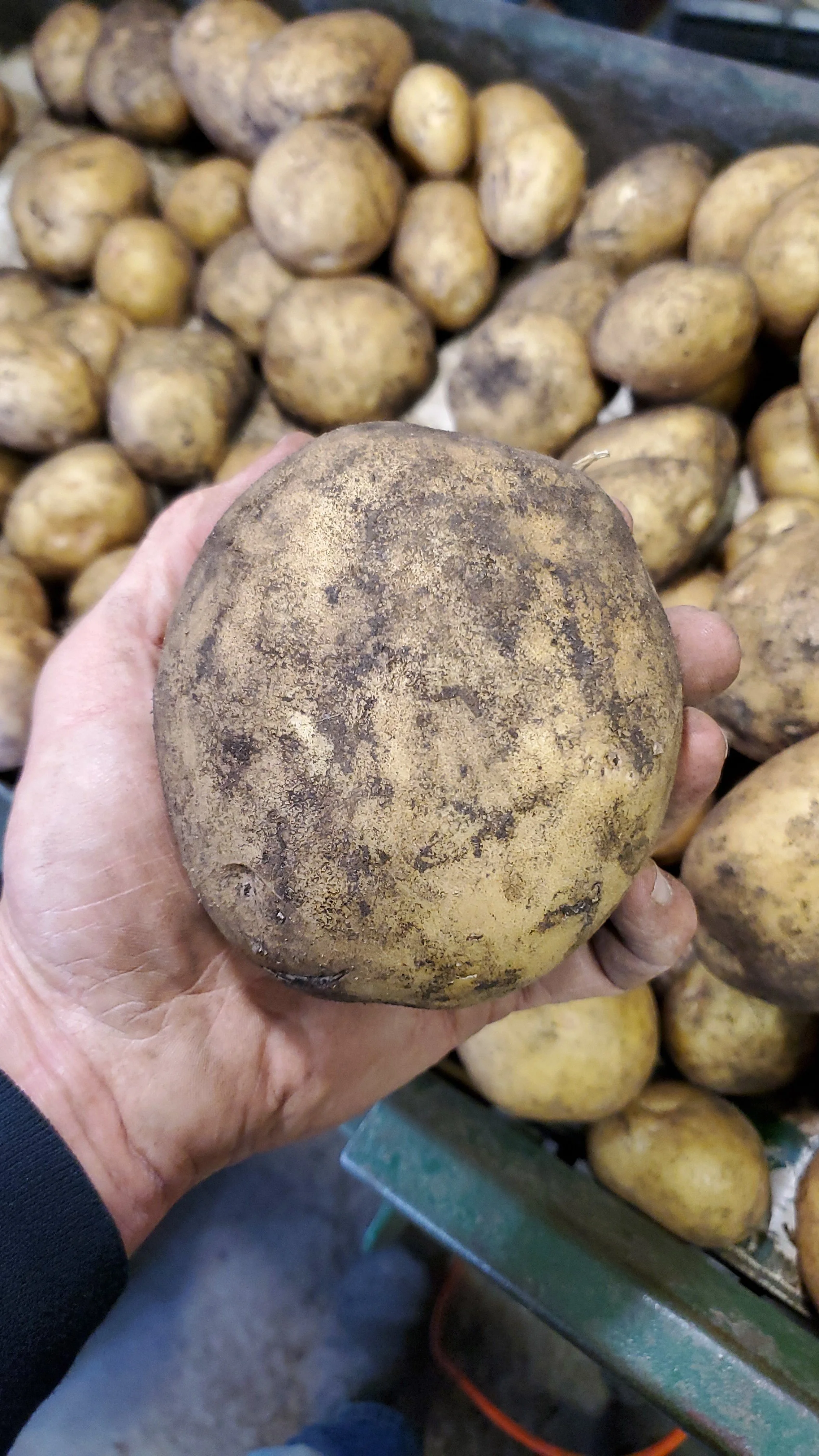 Localicious Produce Box — Rondriso Farms